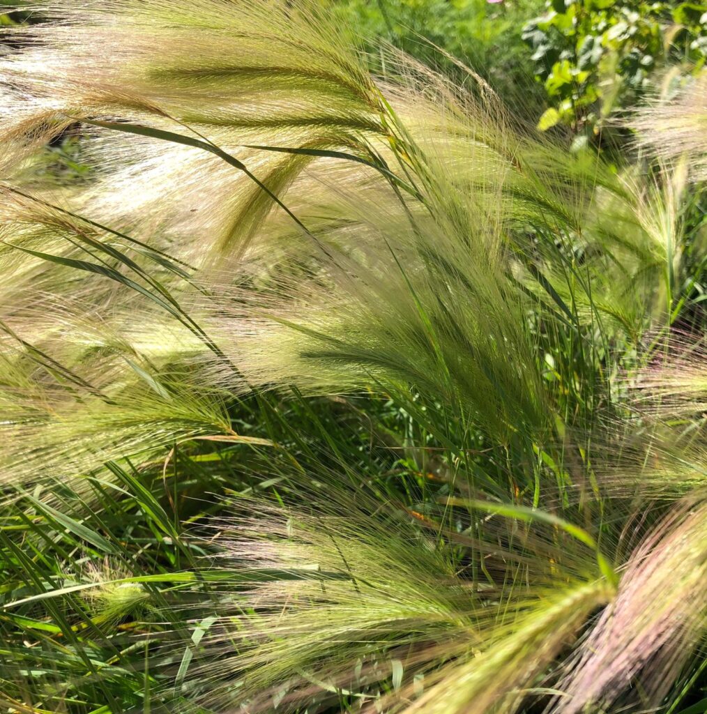 Hordeum jubatum - Rotherview Nursery