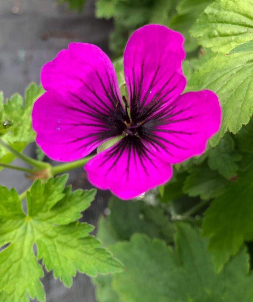 Geranium 'Dragonheart' - Rotherview Nursery