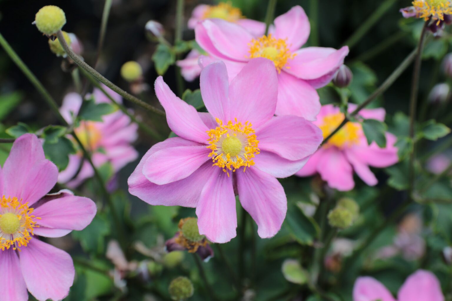 Anemone x hybrida 'Summer Breeze' - Rotherview Nursery