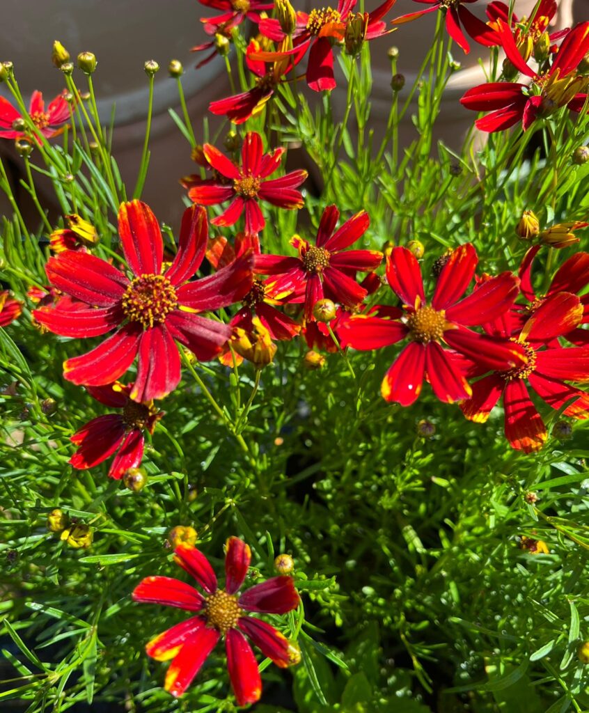 Coreopsis verticillata 'Ladybird' - Rotherview Nursery