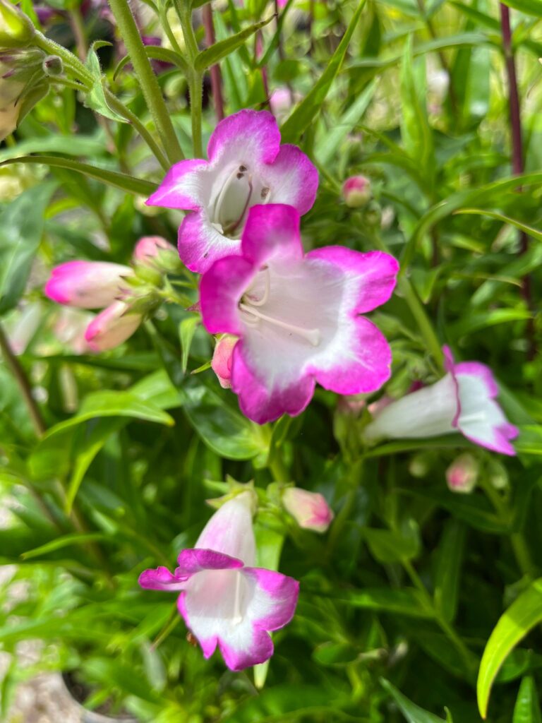 Penstemon 'Pensham Laura' - Rotherview Nursery