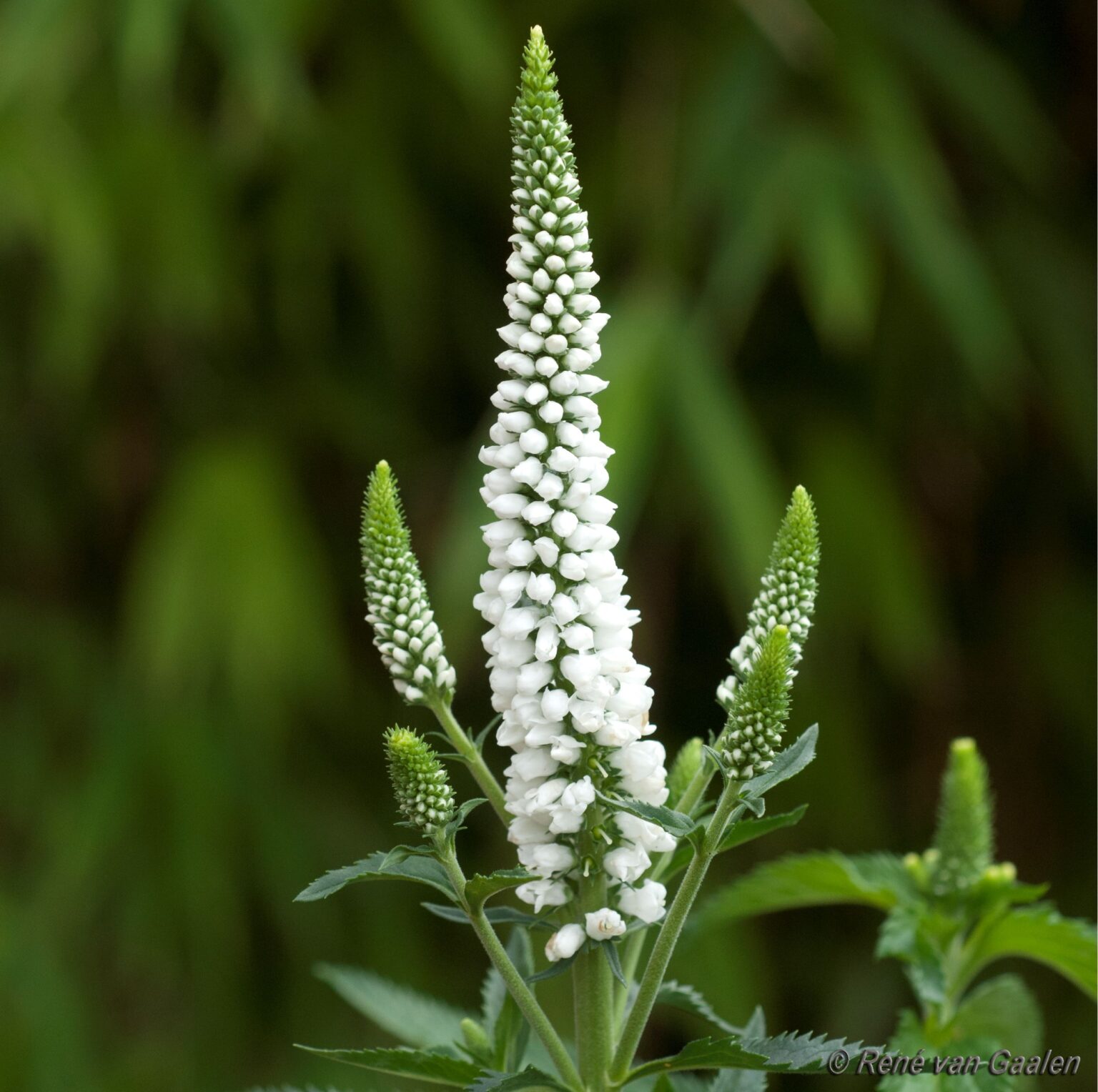 Veronica longifolia 'First Lady' - Rotherview Nursery